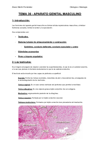 TEMA-36-APARATO-GENITAL-MASCULINO.pdf