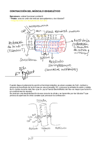 Contraccion Del Musculo Esqueletico Pdf
