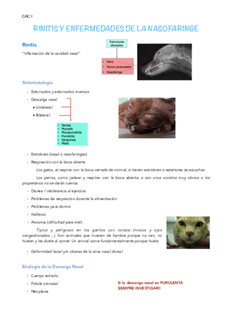 CM-Rinitis-y-nasofaringe.pdf