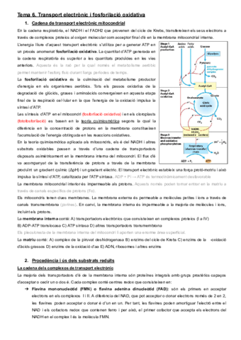 BIO. Tema 6 Apunts.pdf