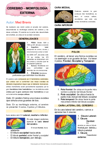 TEMA-Cerebro-morfologia-externa.pdf