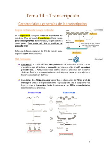 Tema-14-Transcripcion.pdf