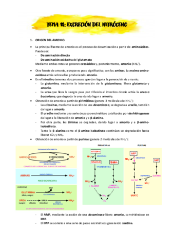 TEMA-18-EXCRECION-DEL-NITROGENO.pdf