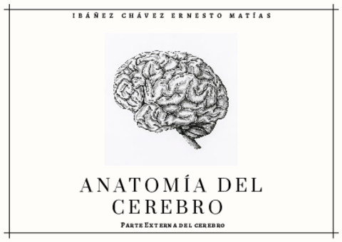 Anatomia-del-Cerebro-1.pdf
