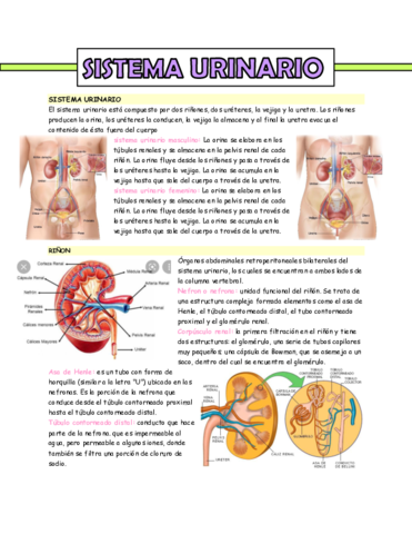 sistema-urinario.pdf