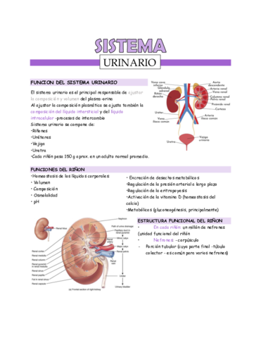 Sistema-urinario-1.pdf