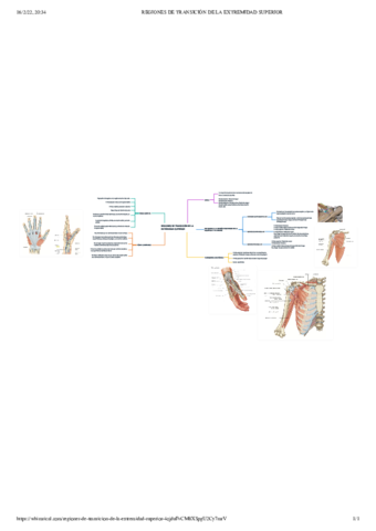 REGIONES-DE-TRANSICION-DE-LA-EXTREMIDAD-SUPERIOR.pdf