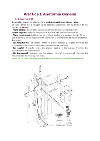 Practica 1 Anatomia General Pdf