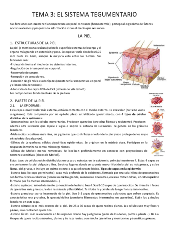 tema-3-anatomia.pdf