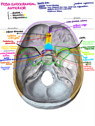 LAMINAS-ENDOCRANEO.pdf