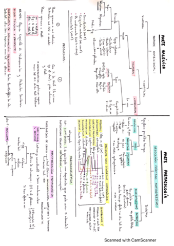 esquema-pract-fcf.pdf