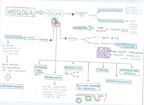 Mapa-Conceptual-Fisio-tema-2.pdf