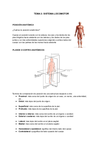 TEMA-3-SISTEMA-LOCOMOTOR.pdf