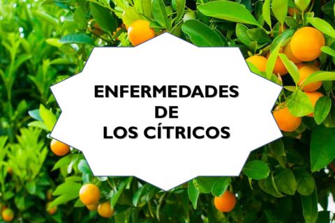 Presentacion-Enfermedades-de-los-citricos.pdf