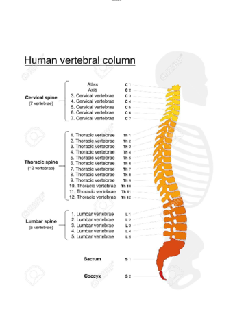 LA-COLUMNA-VERTEBRAL-.pdf