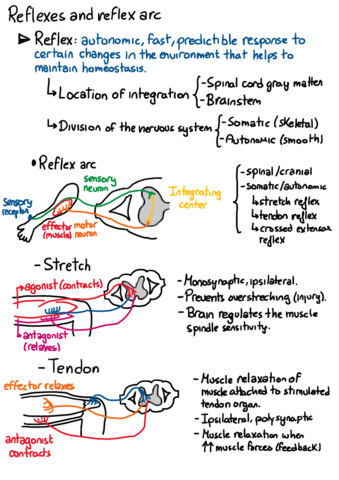 Reflex-arc.pdf