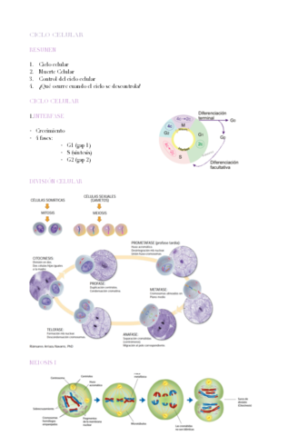 TEMA-3-ciclo-celular.pdf