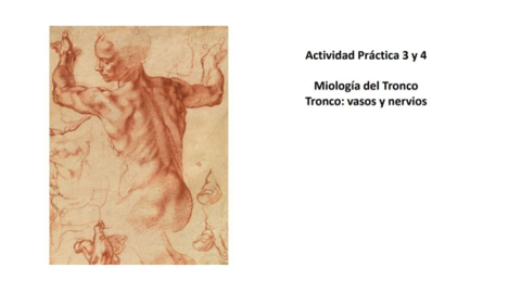 ACTIVIDAD-3-MUSCULOS-CON-NETTER.pdf