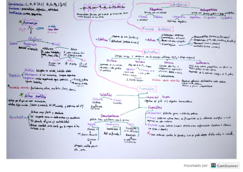 Esquema-proteinas.pdf