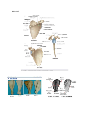 falanges-carpianos-metacrapianos-radio-cubito-humero-y-escapula.pdf
