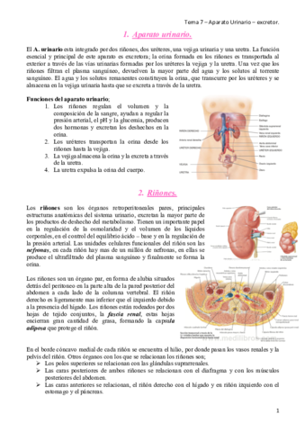tema-7-anatomia.pdf