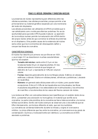 Tema 5 Bch Pdf