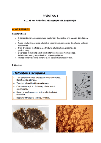 PRACTICA-4-ALGAS-MICROSCOPICAS-1.pdf