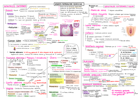 Esquema-Aparato-Reproductor-Femenino.pdf