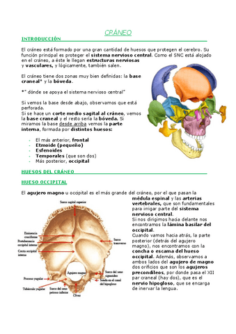 T9.-CRANEO.pdf