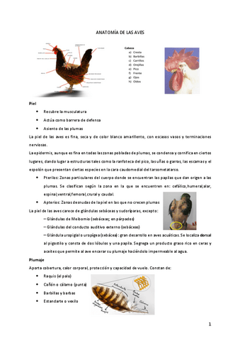 ANATOMIA-DE-LAS-AVES.pdf