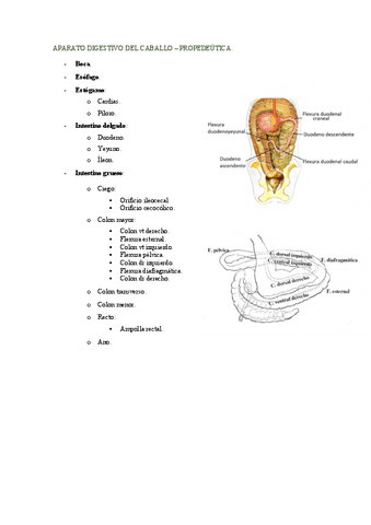 APARATO-DIGESTIVO-DEL-CABALLO.pdf
