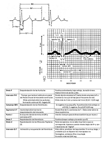 ECG-partes.pdf
