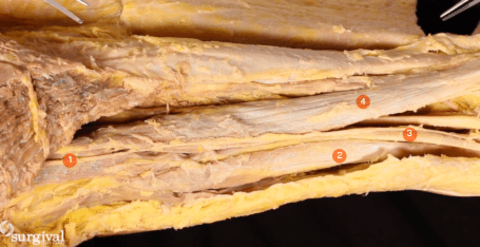 MUSLO-POSTERIOR-P9.pdf