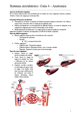 Sistema-circulatorio-Guia-4-Anatomia.pdf