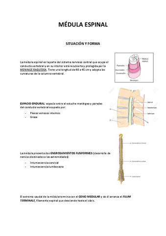 MEDULA-ESPINAL.pdf
