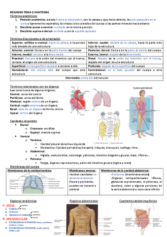 Resumen Tema 2 Anatomia Pdf