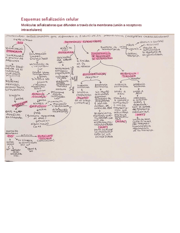Esquemas-senalizacion-celular.pdf