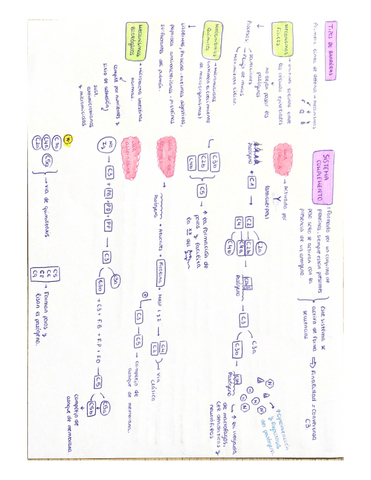 esquema-del-sist.-del-complemento-y-barreras.pdf
