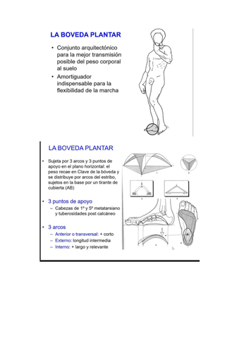 5-BOVEDA-PLANTAR.pdf