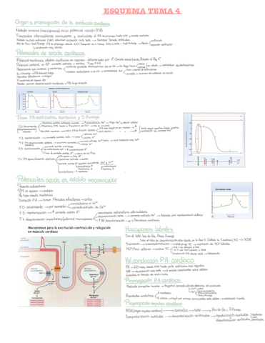 FISIOLOGIA-HUMANA-Esquema-tema-4.pdf