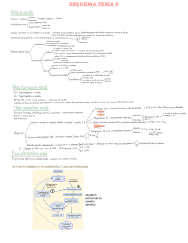 FISIOLOGIA-HUMANA-Esquema-tema-8.pdf