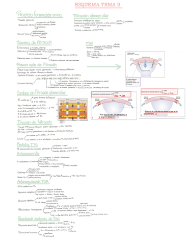 FISIOLOGIA-HUMANA-Esquema-tema-8.pdf