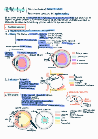 TEMAS-1-Y-2-ANATOMIA-DEL-SISTEMA-VISUAL-230130121647-2.pdf