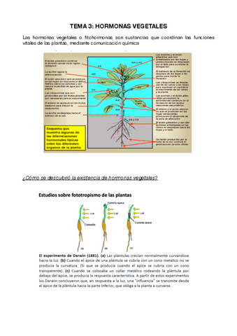 T3.-Hormonas-vegetales.pdf