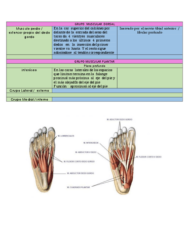 musculos-del-pie.pdf