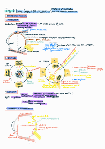 TEMA-4-ANATOMIA-DEL-SISTEMA-VISUAL-ESQUEMATIZADO230201102648.pdf