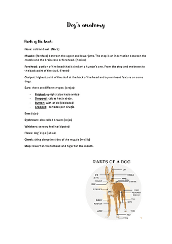 Dogs-anatomy.pdf