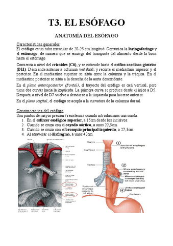 T3.-El-esofago.pdf
