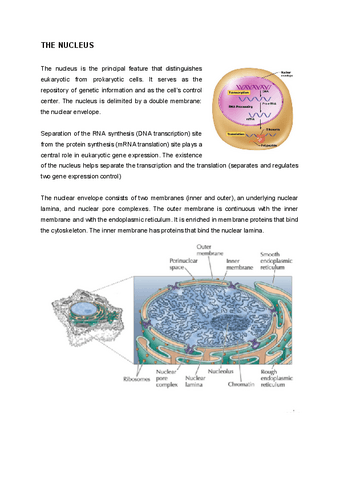 1-THE-NUCLEUS.pdf