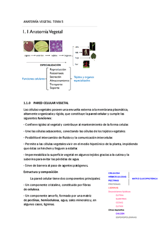 ANATOMIA-VEGETAL-APUNTES-EXAMEN-B2.pdf